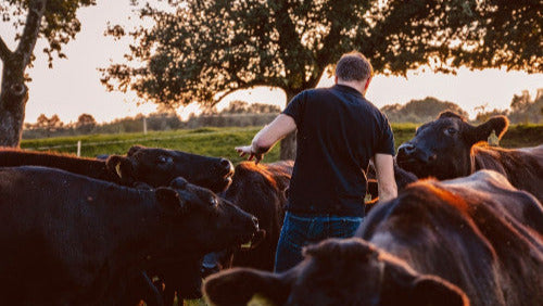 Ein Familienbetrieb im Sauerland - Wagyu Zucht auf hohem Niveau – Wagyu ...