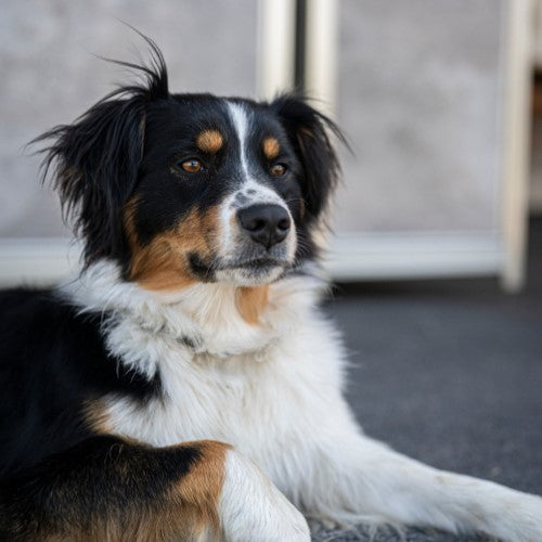 Ein Familienbetrieb im Sauerland - Wagyu Zucht auf hohem Niveau – Wagyu ...